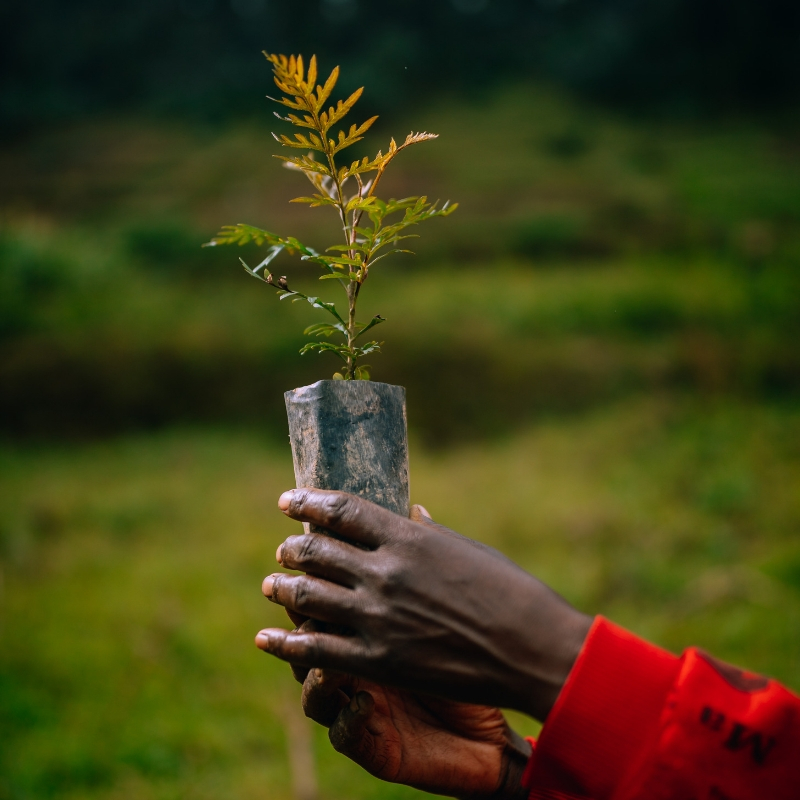 Earth Day 2019 | One Tree Planted