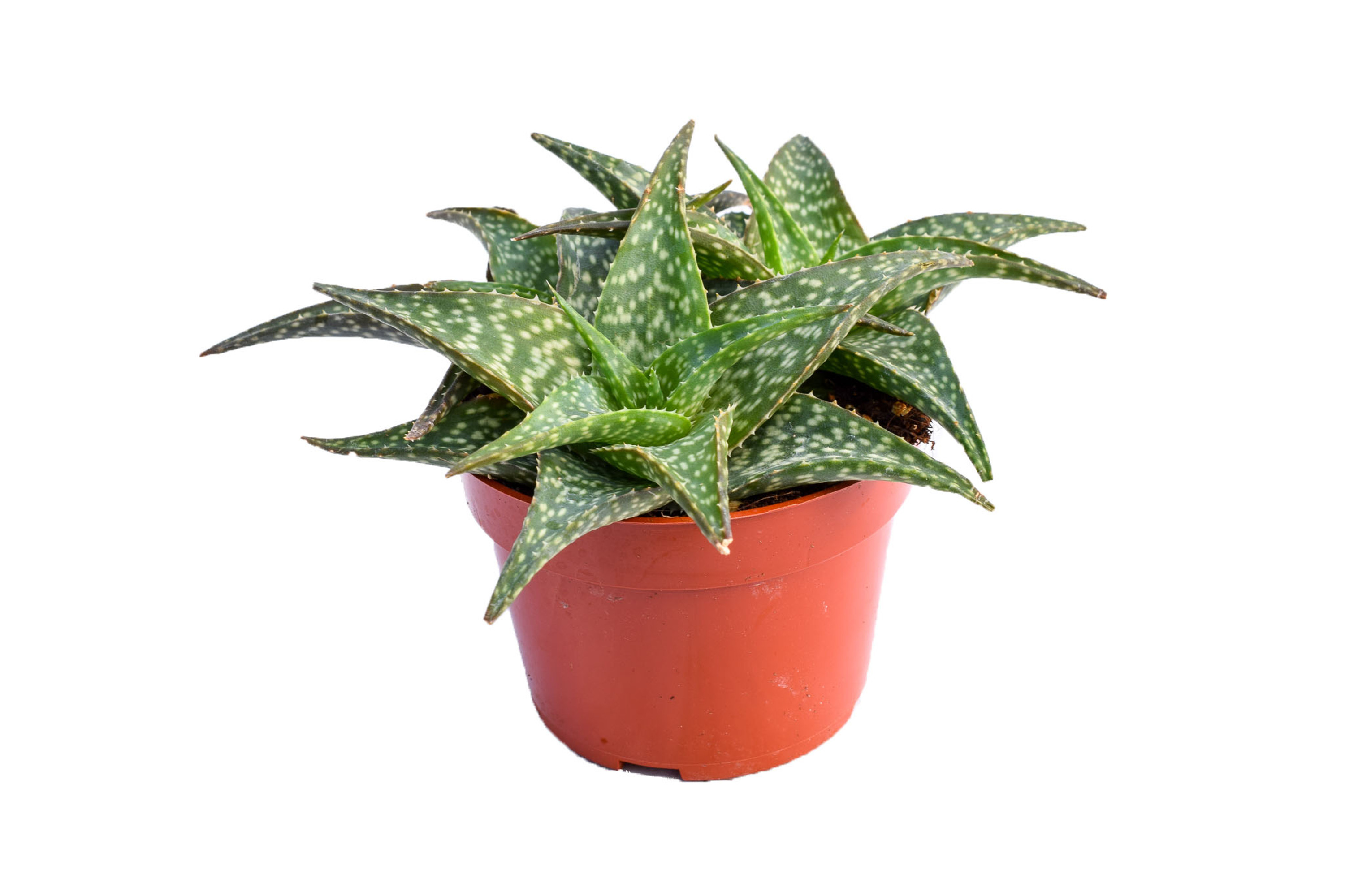 Shop by Variety – Succulent Market