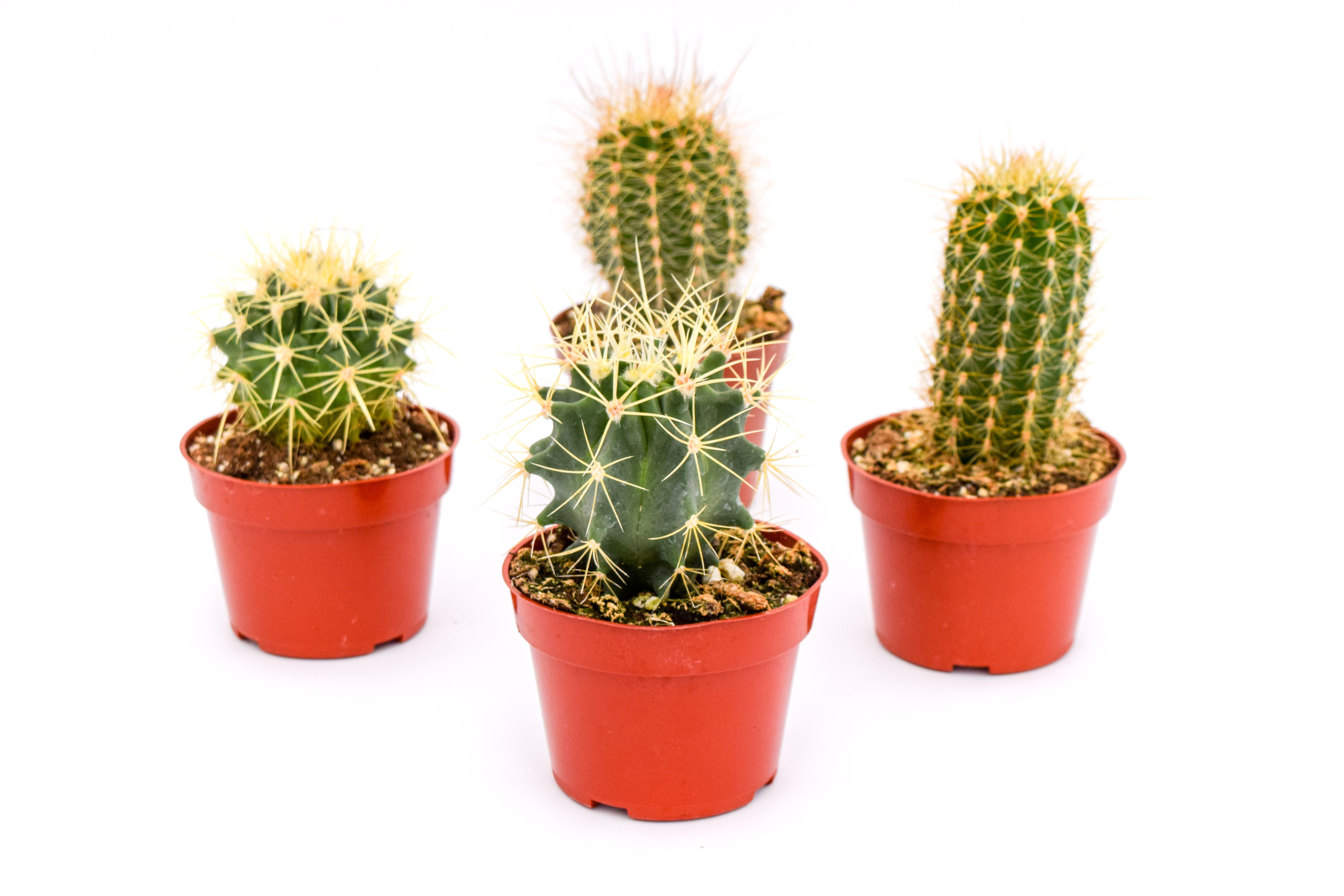 Shop by Variety – Succulent Market