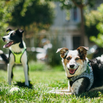 pup-crew-pro – Harry Barker