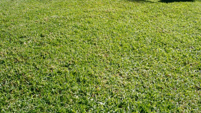 About Us - New Lawn Turf | Tamworth & Northern NSW Premium Turf - New ...